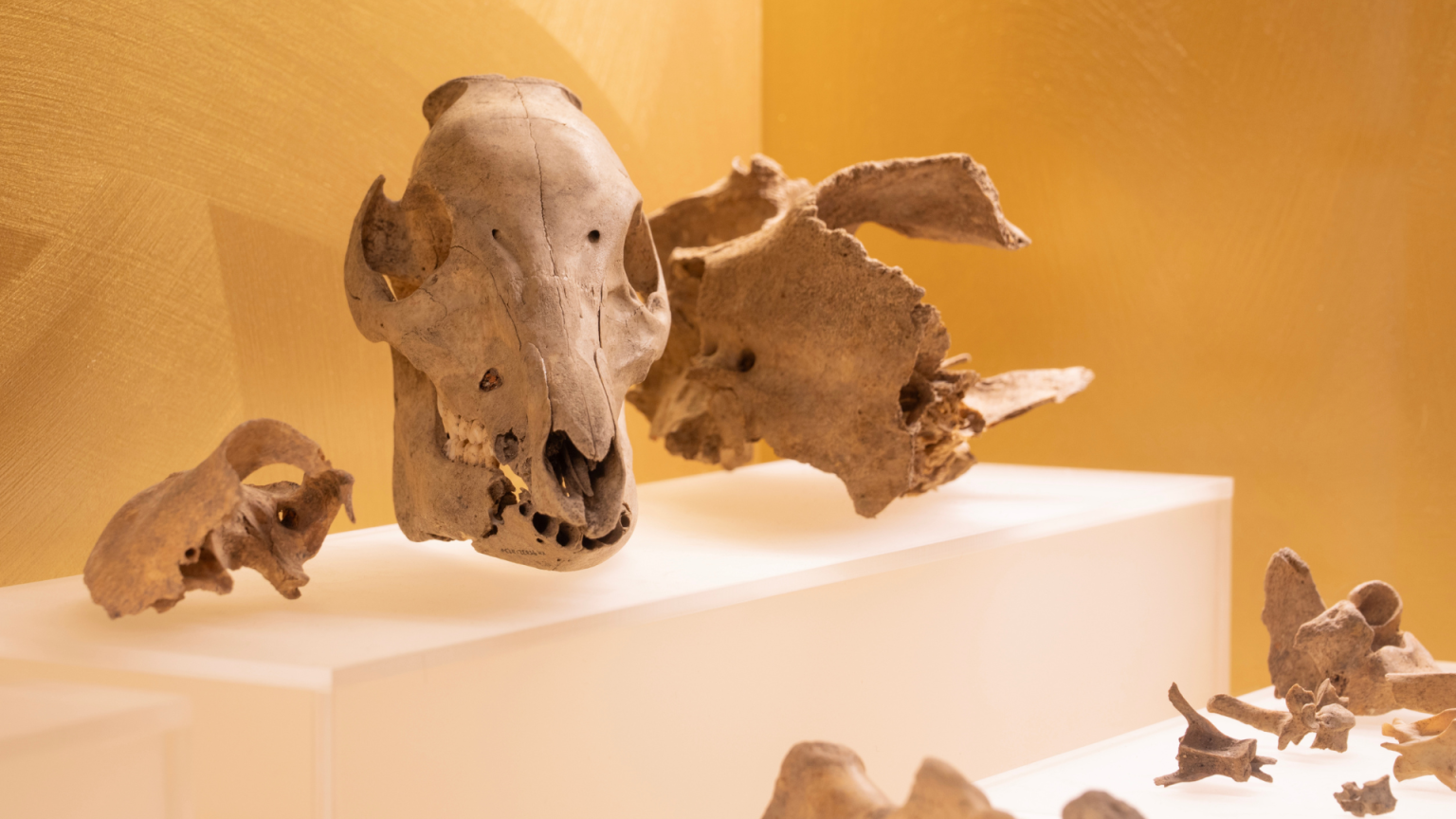 Aboa Vetus Ars Nova | Arkeologian ja nykytaiteen museo